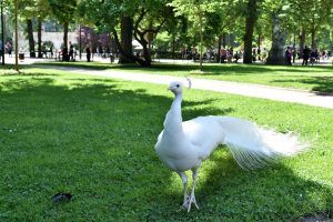 Nancy hat eine wunderschöne historische Altstadt - VerTRAVELt